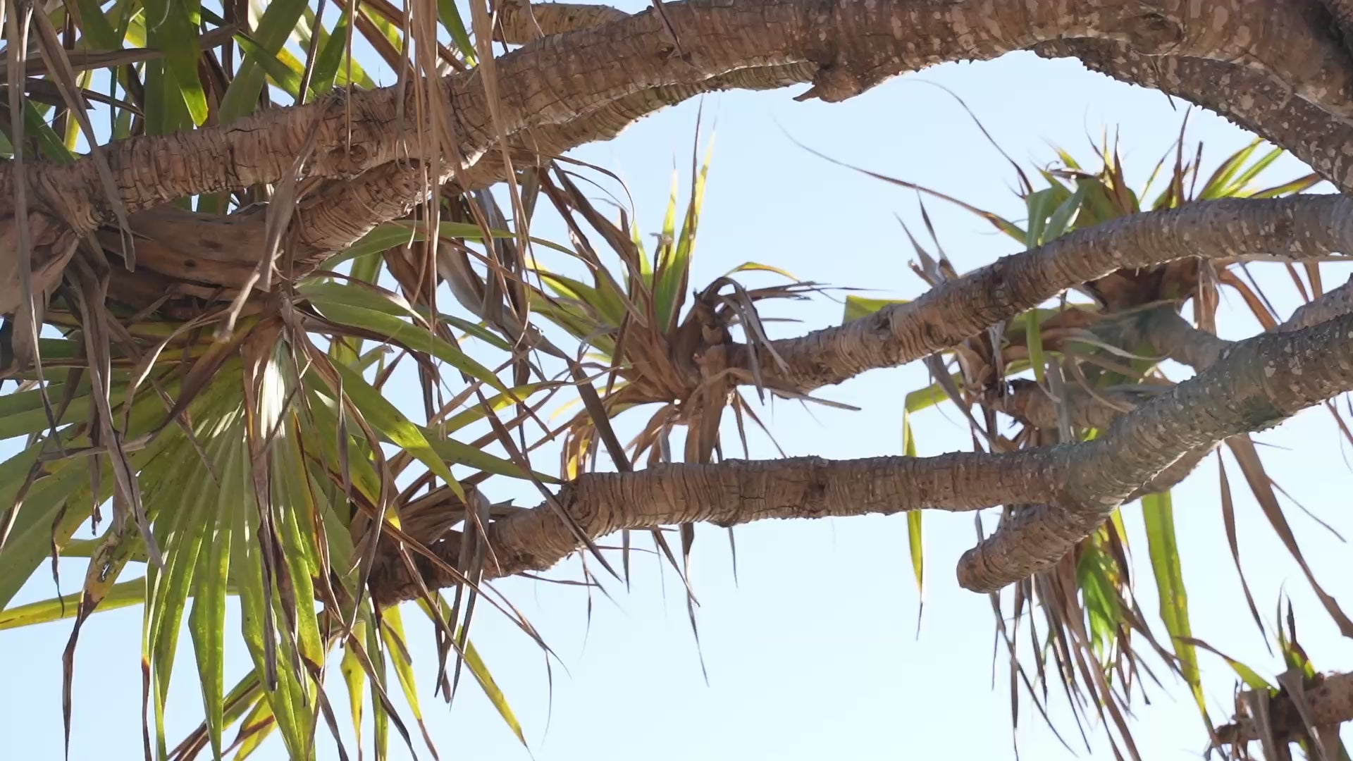 Impact overview – TOMS Australia